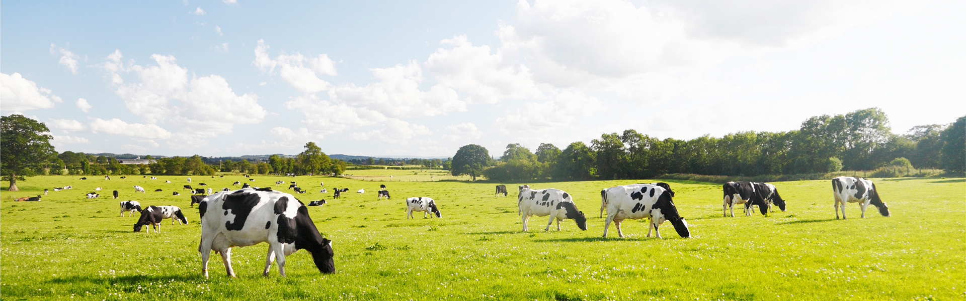 cow-signals-header - Alltech E-CO₂